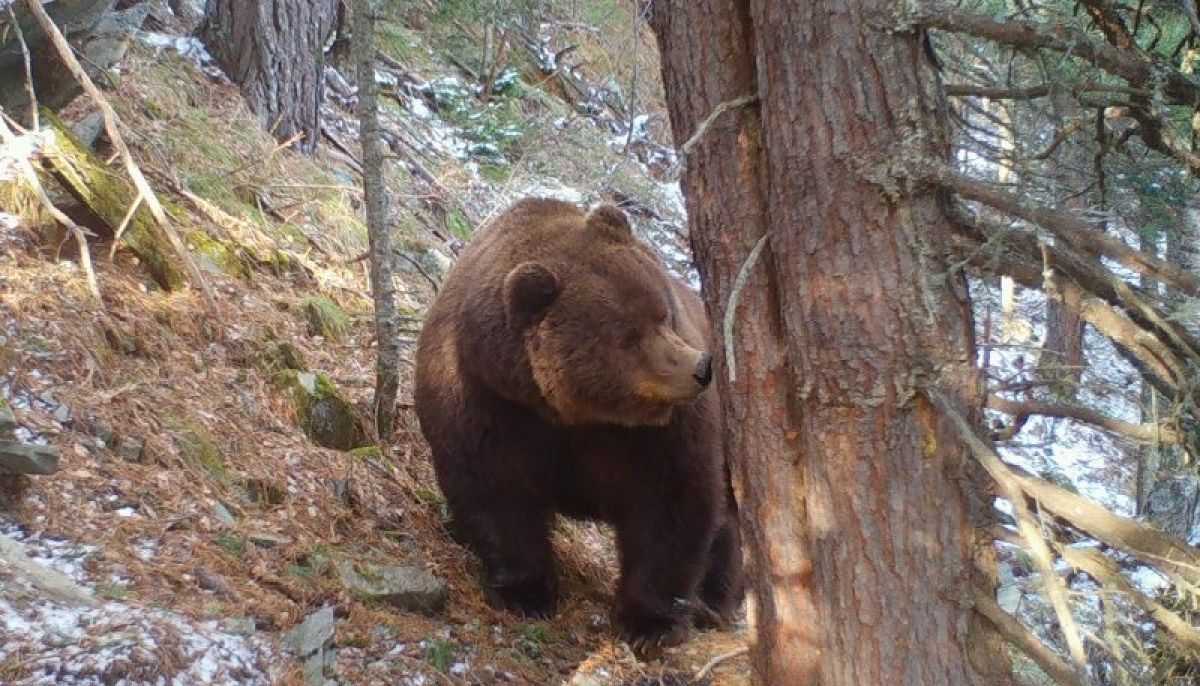 Как выглядят самые упитанные медведи Алтайского заповедника после ...