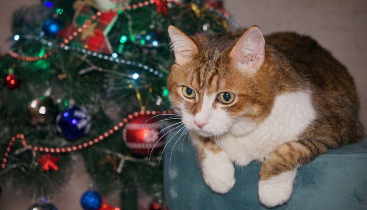 Новогодние фотографии очаровательных котов, кошек и котят жителей ...